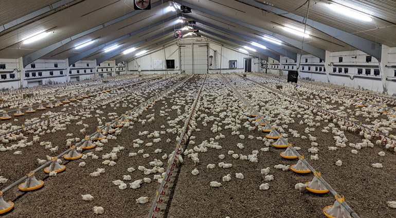 Roof Monitor Poultry House Monitor Production With Cameras